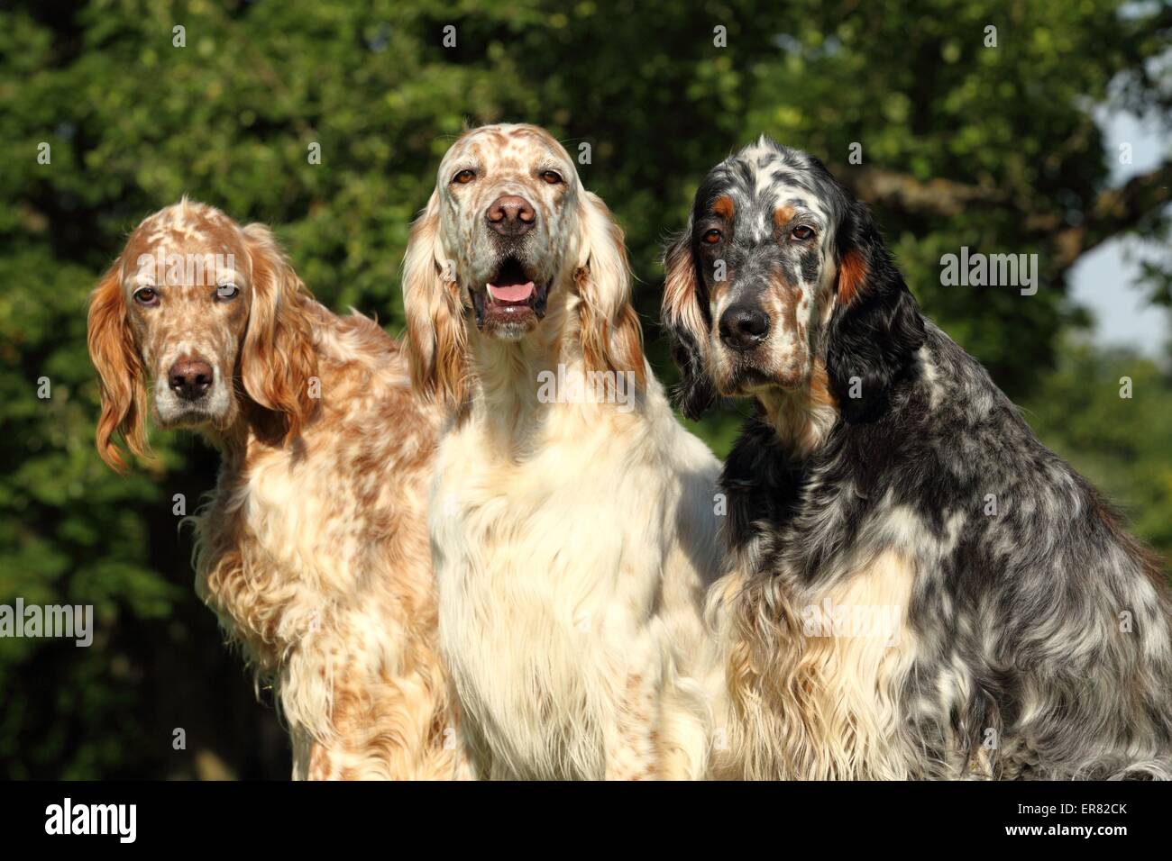 3 English Setter Stock Photo - Alamy