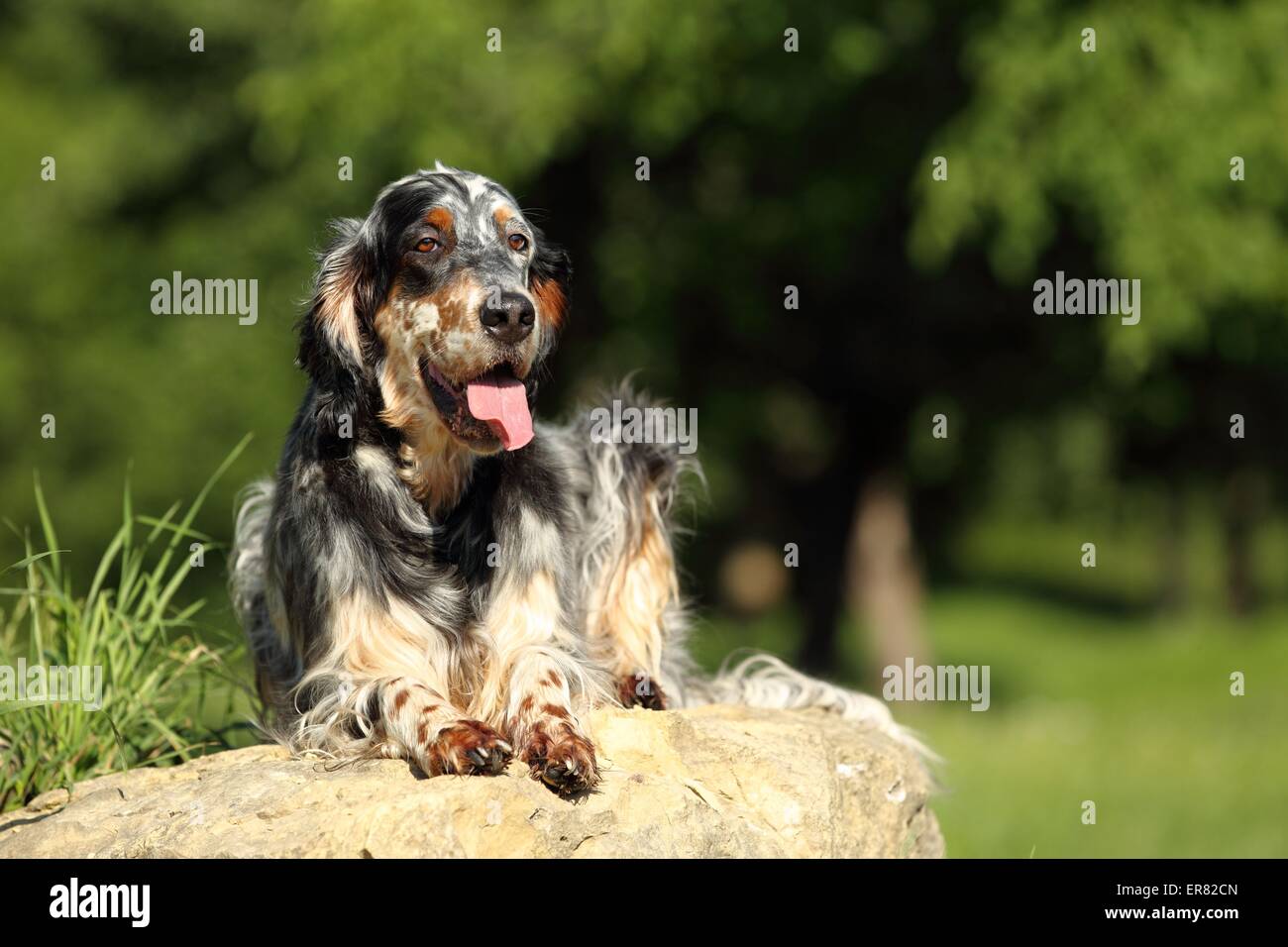 lying English Setter Stock Photo - Alamy
