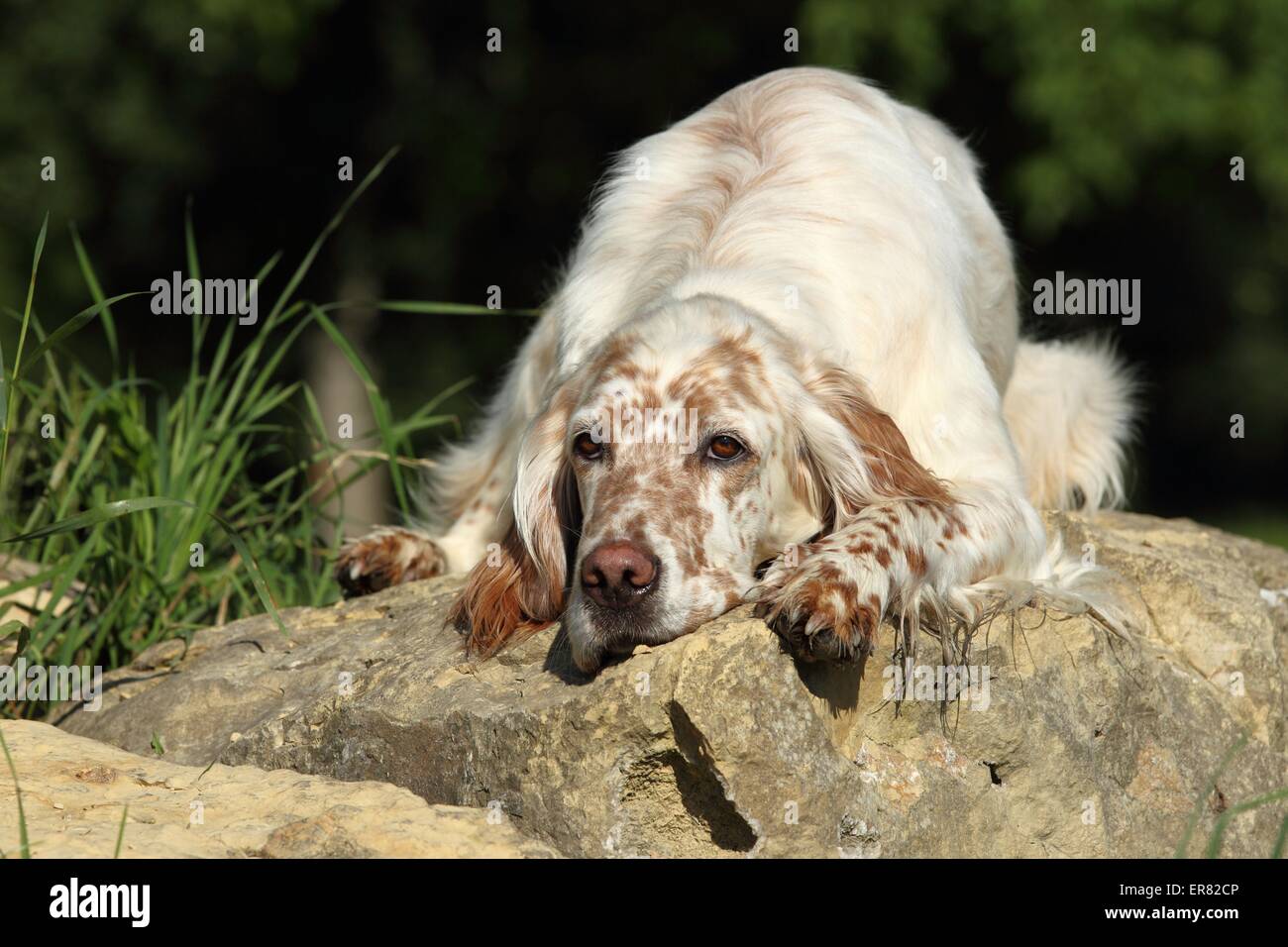 lying English Setter Stock Photo - Alamy