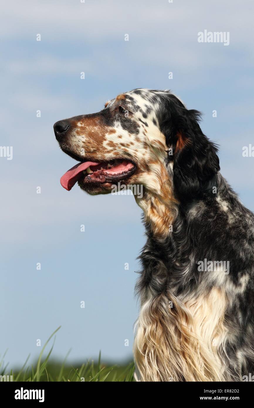 English Setter Portrait Stock Photo - Alamy