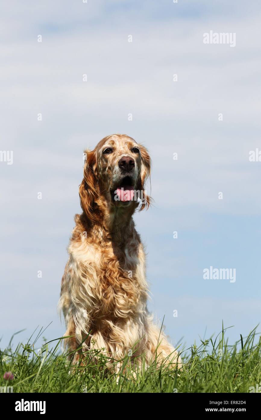 sitting English Setter Stock Photo - Alamy