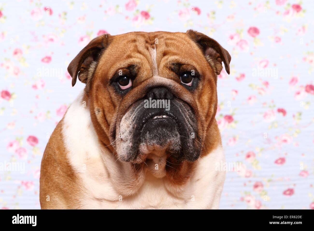 English Bulldog Portrait Stock Photo - Alamy