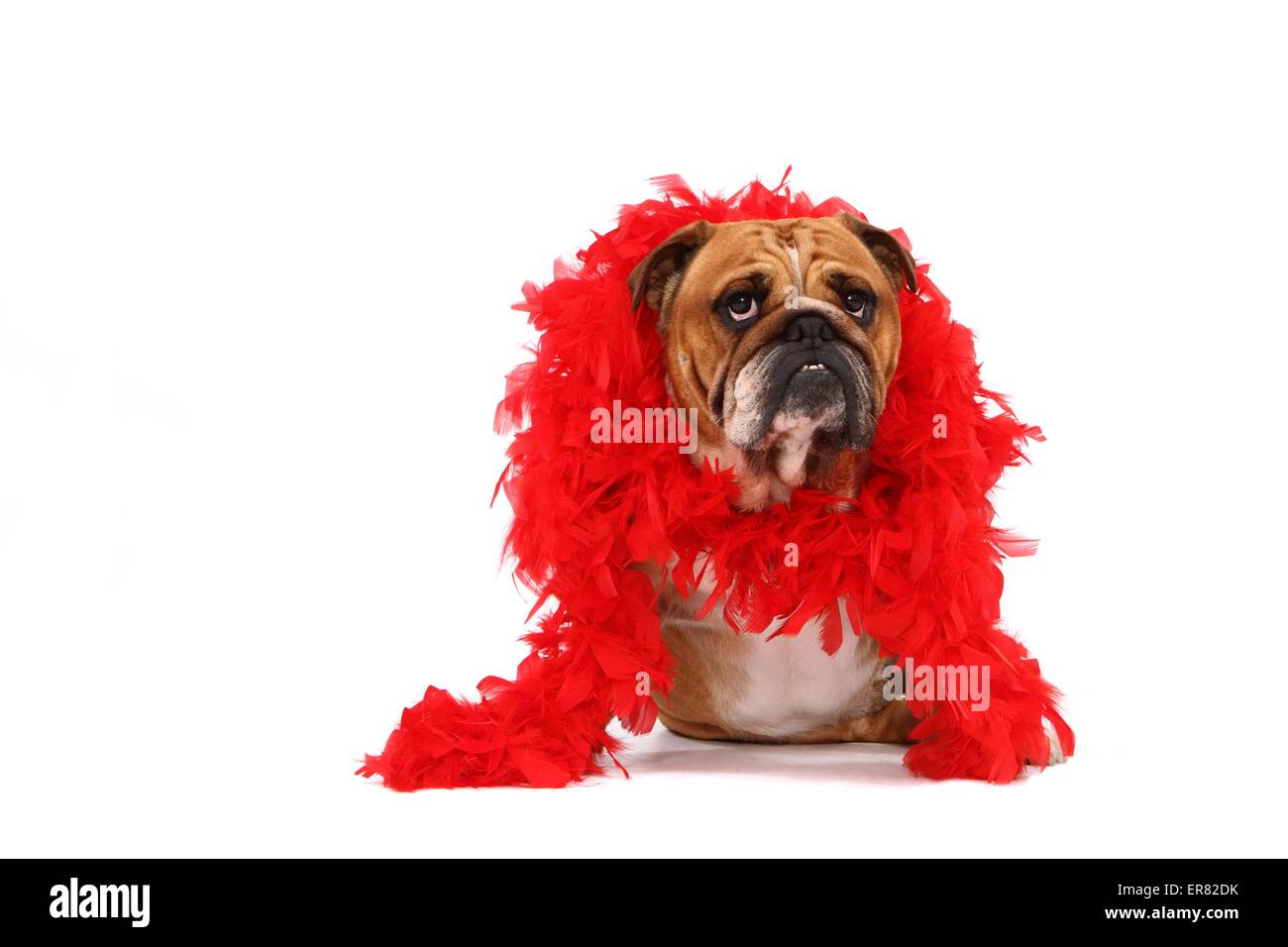 English studio Cut Out Stock Images & Pictures - Alamy