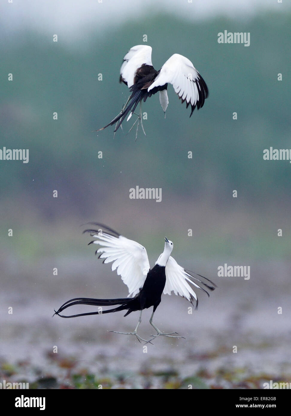 Jesus bird hi-res stock photography and images - Alamy