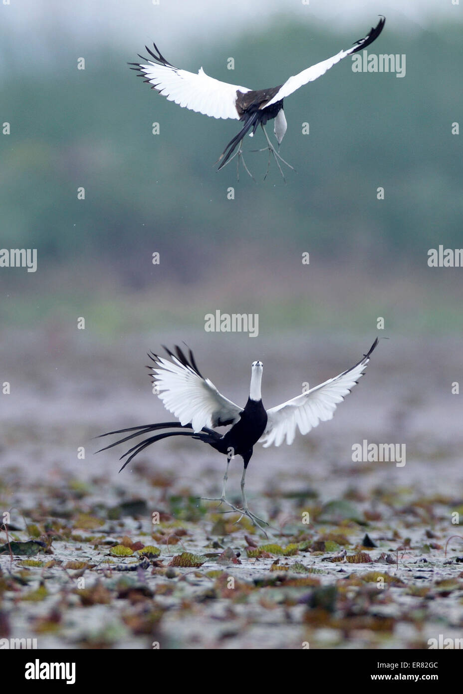 Jesus bird hi-res stock photography and images - Alamy