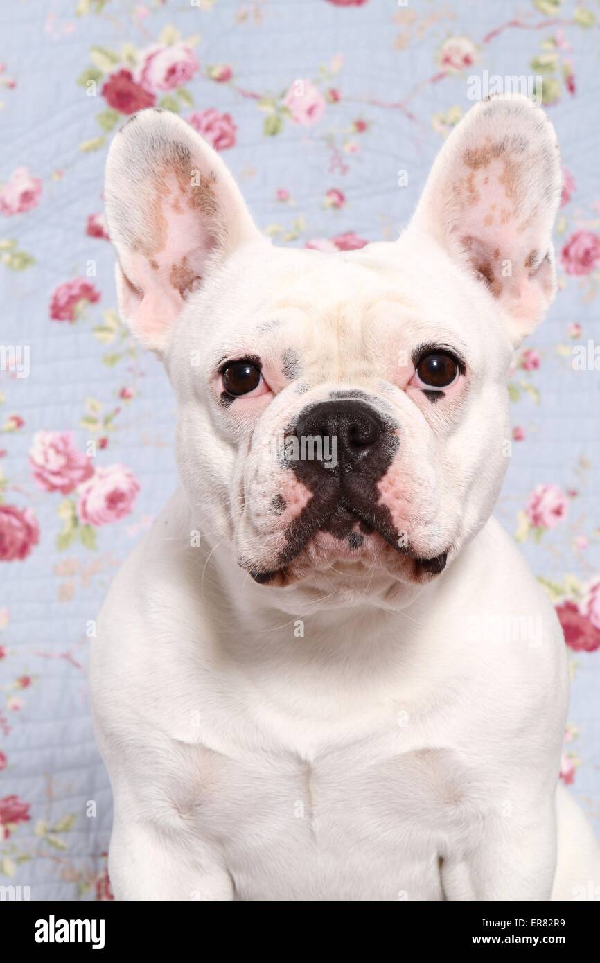 French Bulldog portrait Stock Photo - Alamy
