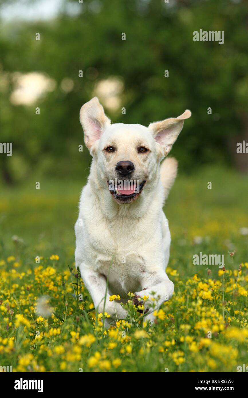 running Labrador Retriever Stock Photo - Alamy