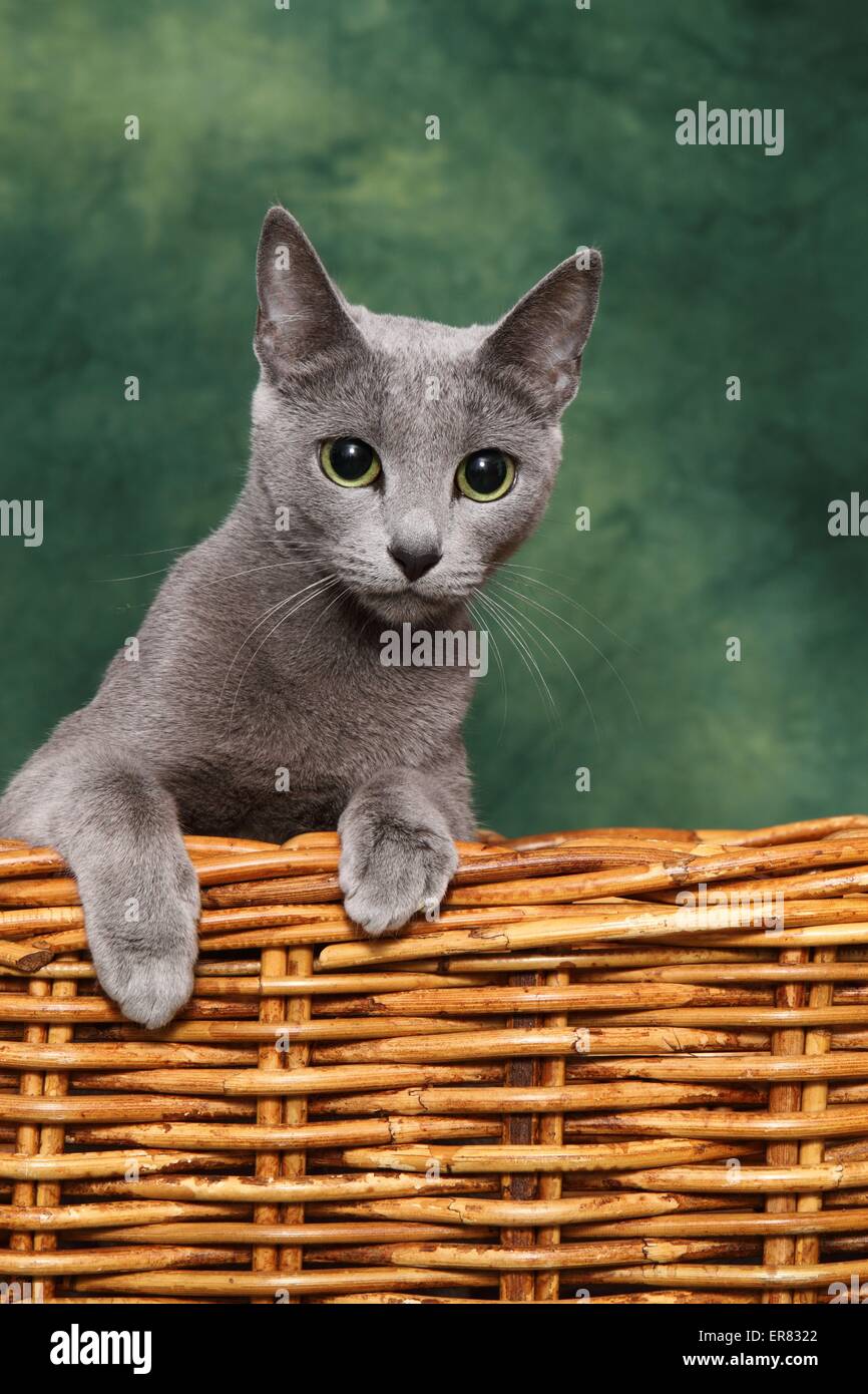 Russian blue portrait Stock Photo - Alamy