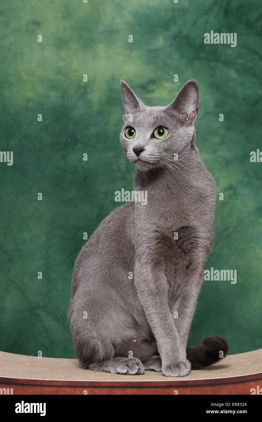 sitting Russian blue Stock Photo - Alamy