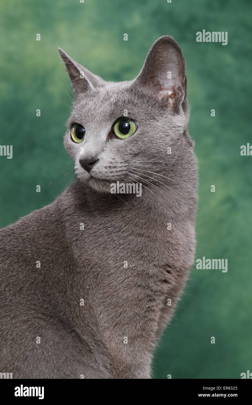 Russian blue portrait Stock Photo - Alamy