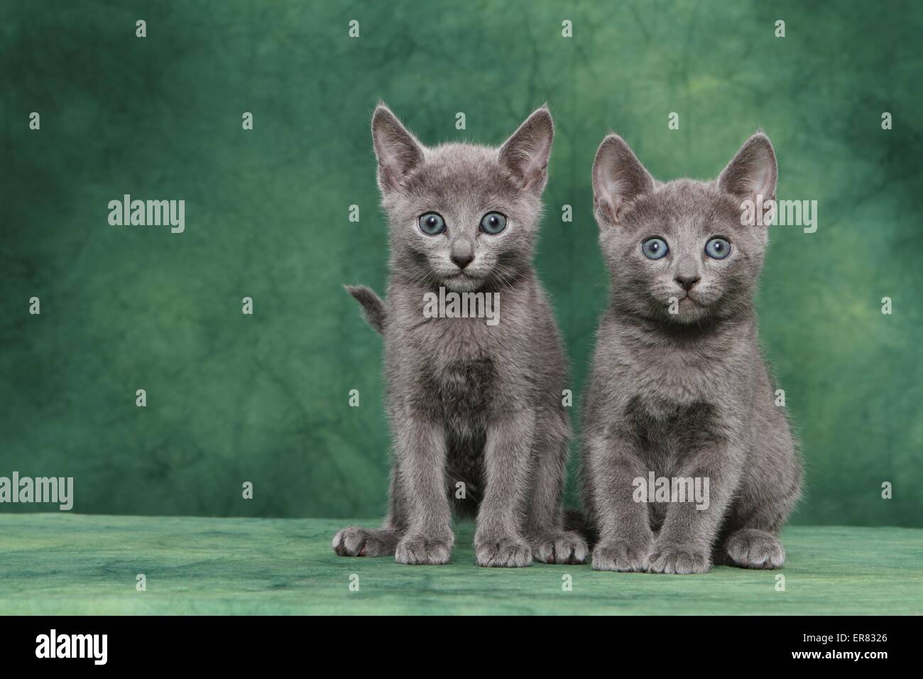 Russian blue kitten Stock Photo - Alamy