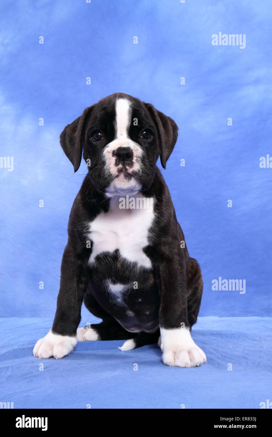 German Boxer Puppy Stock Photo - Alamy