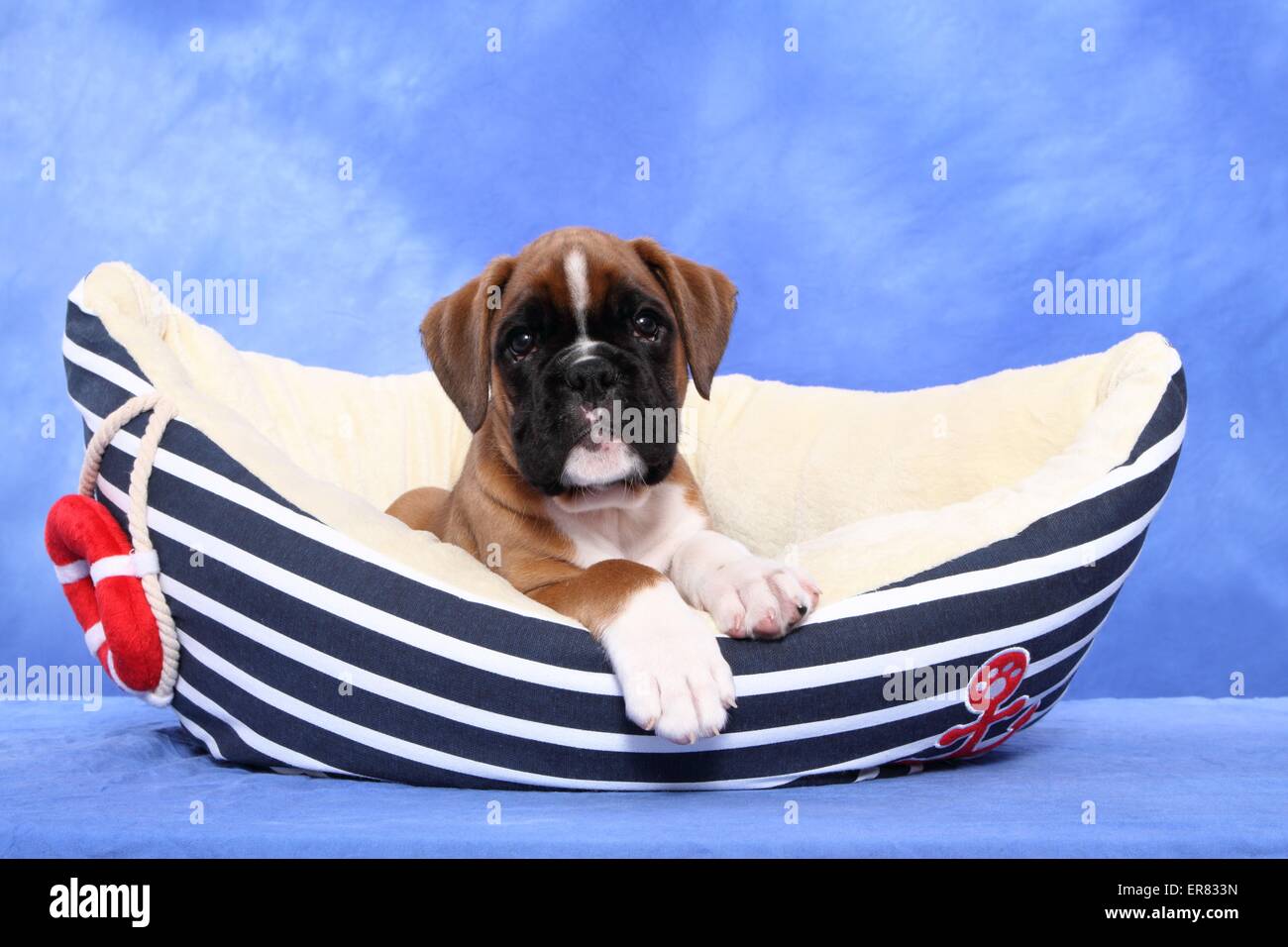 German Boxer Puppy Stock Photo - Alamy