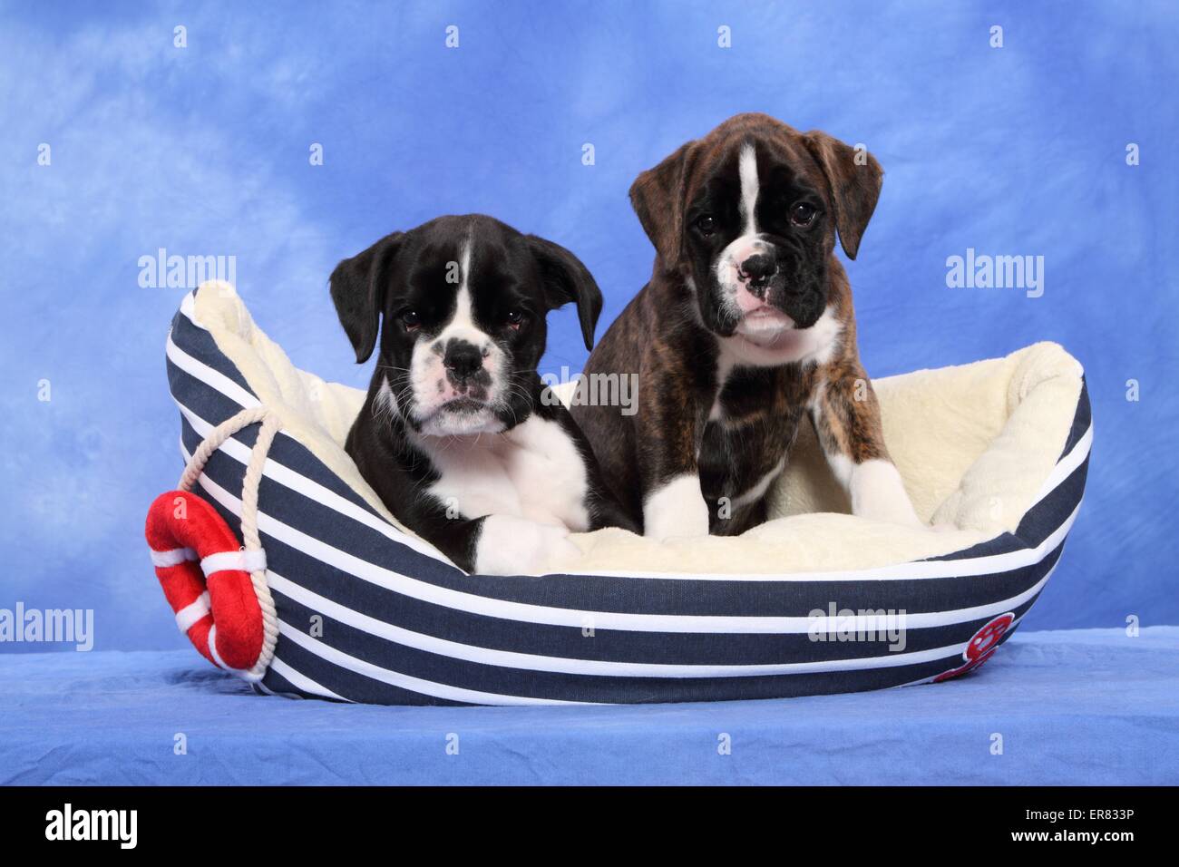German Boxer Puppies Stock Photo - Alamy