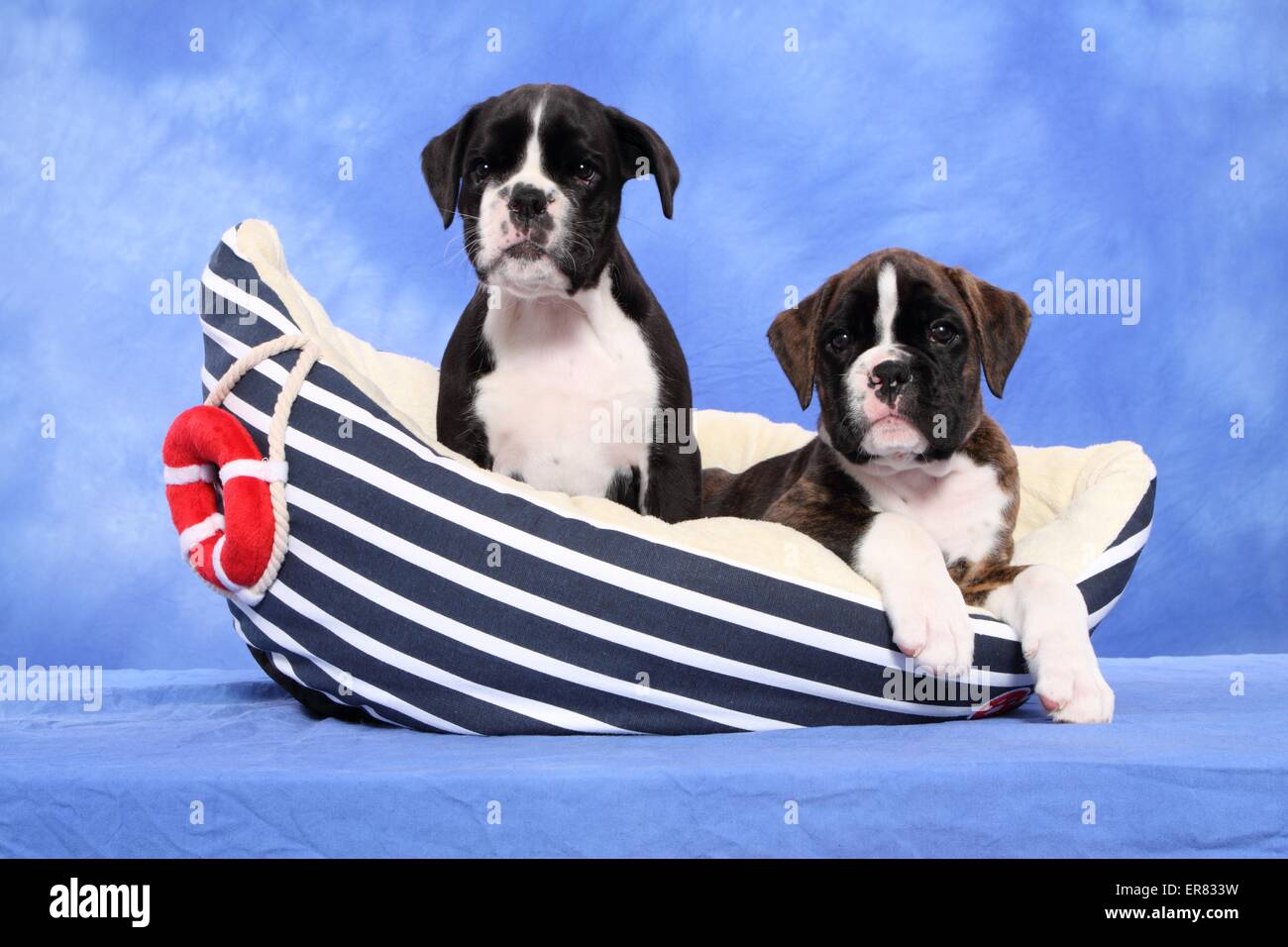 German Boxer Puppies Stock Photo - Alamy