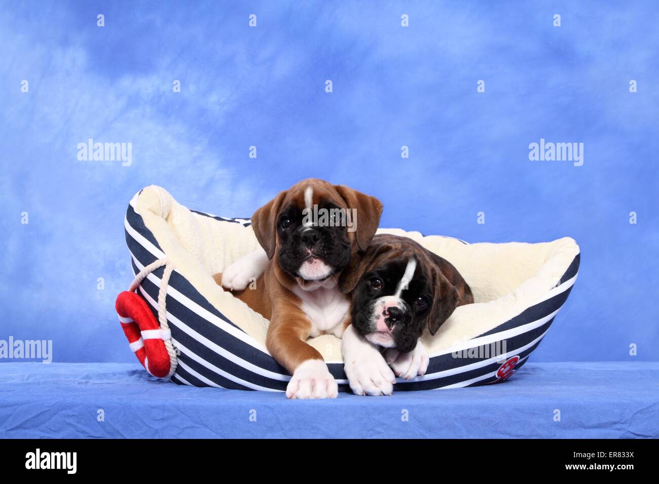 German Boxer Puppies Stock Photo - Alamy
