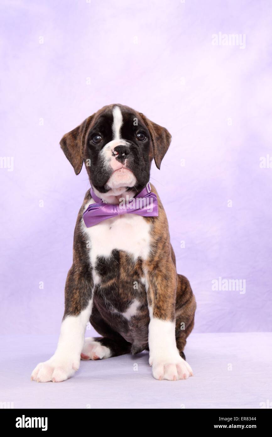 Boxer puppy cute hi-res stock photography and images - Alamy