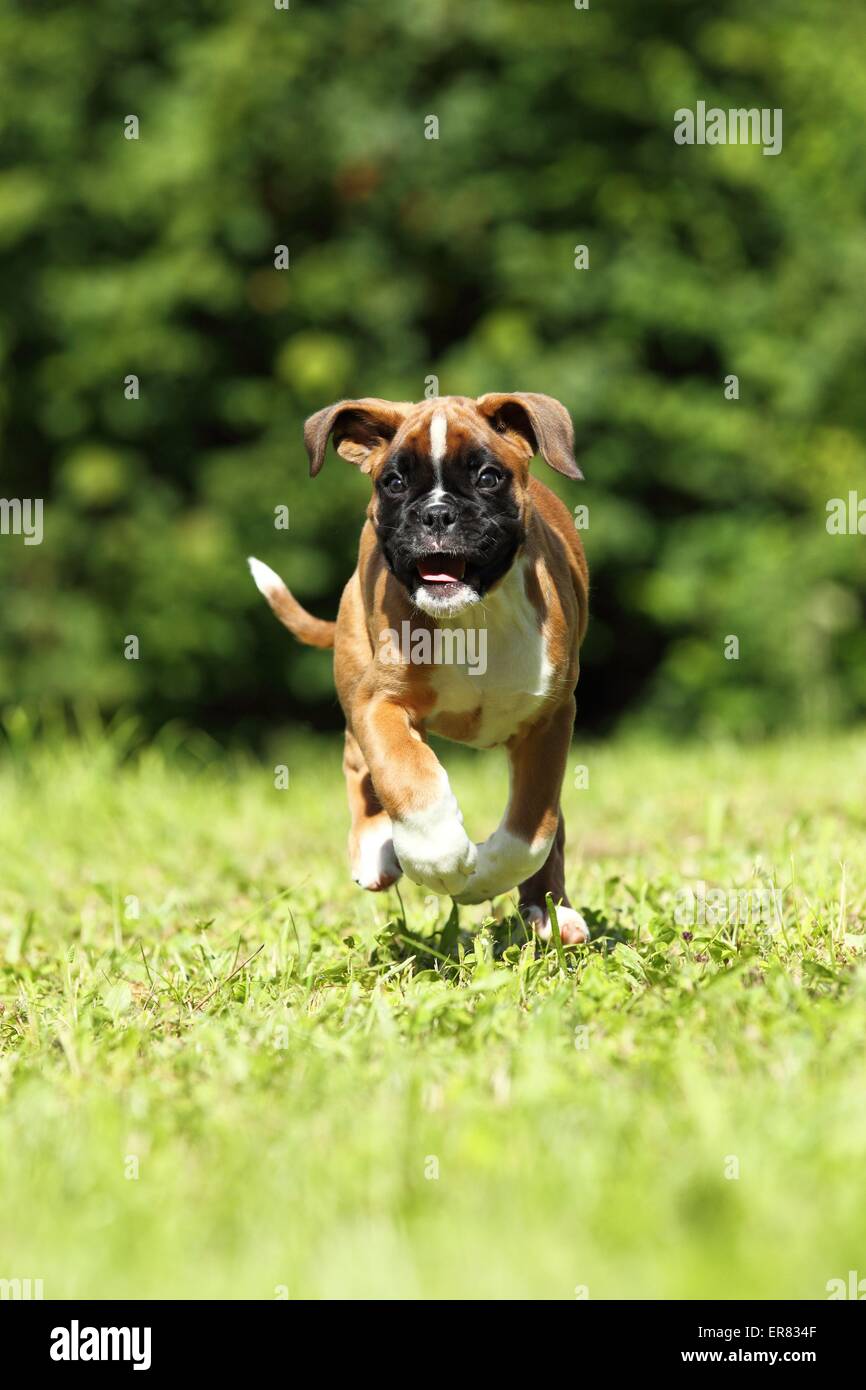 German Boxer Puppy Stock Photo - Alamy
