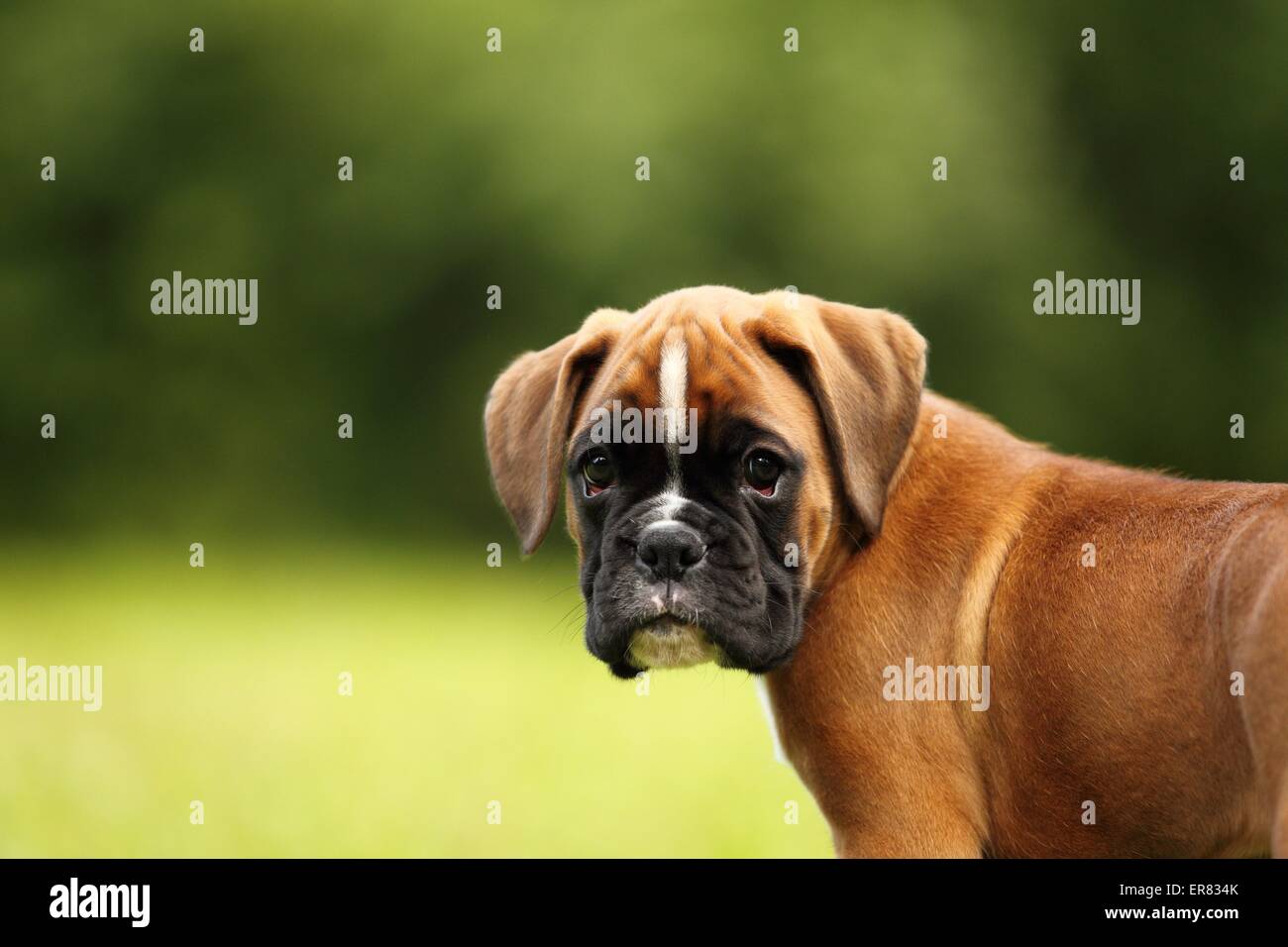German Boxer Puppy Stock Photo - Alamy