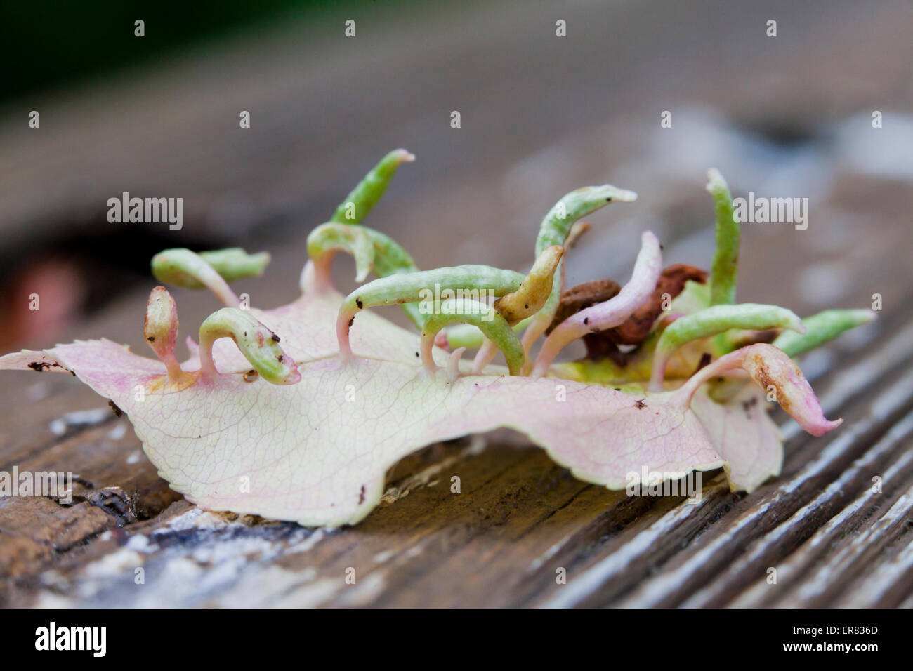Leaf galls - USA Stock Photo - Alamy