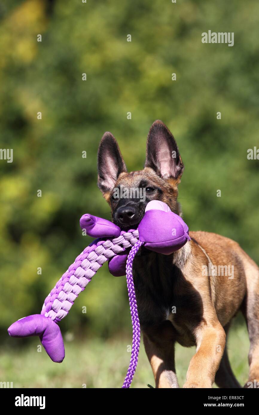 Belgian malinois puppy hi-res stock photography and images - Alamy