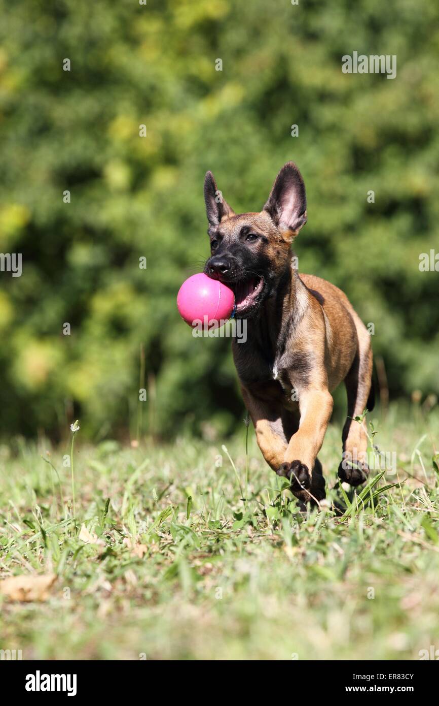 Malinois puppies hi-res stock photography and images - Alamy