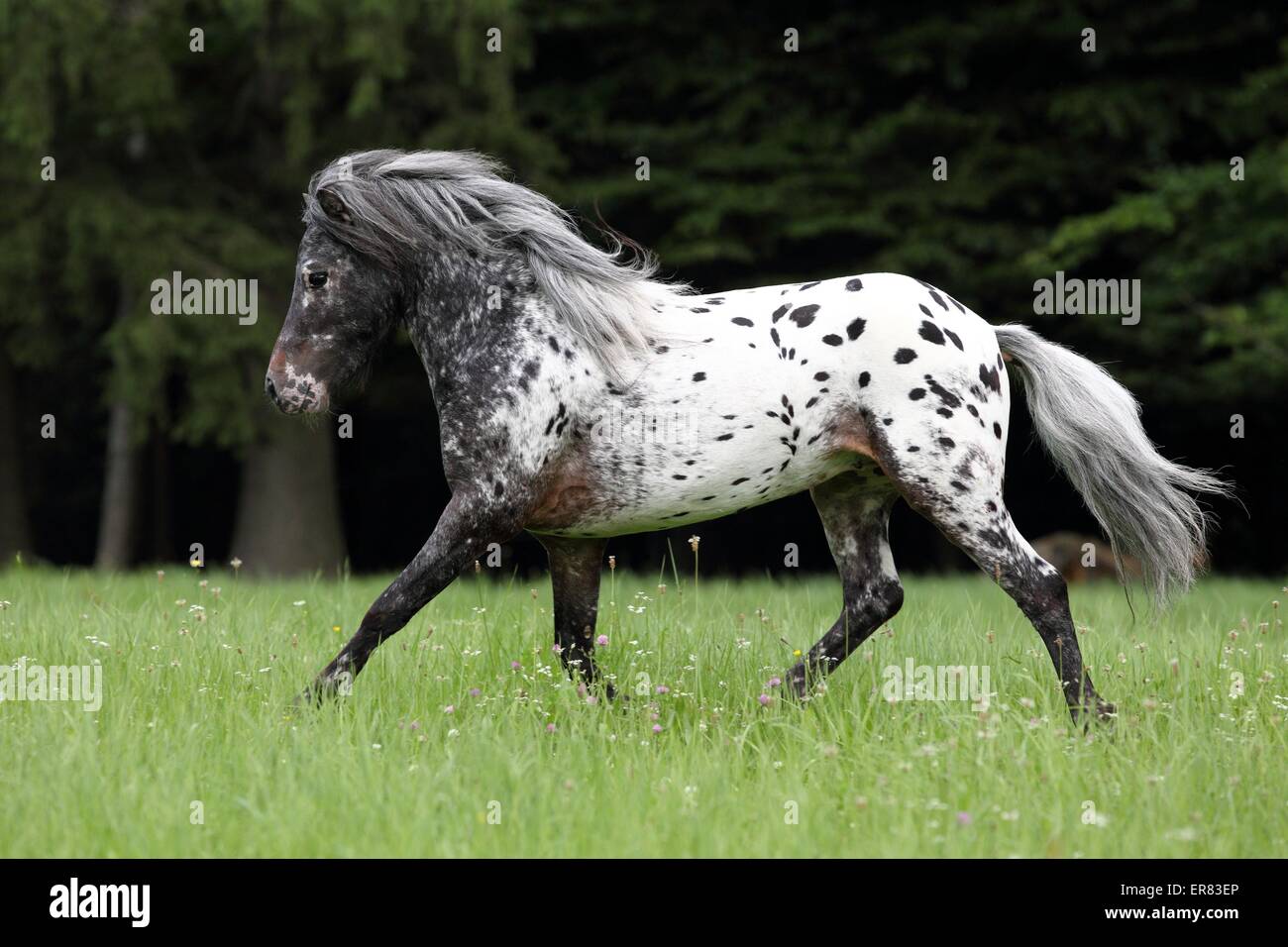 trotting german classic pony Stock Photo - Alamy