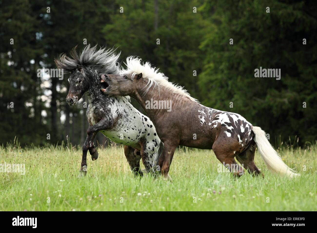 2 german classic ponies Stock Photo - Alamy