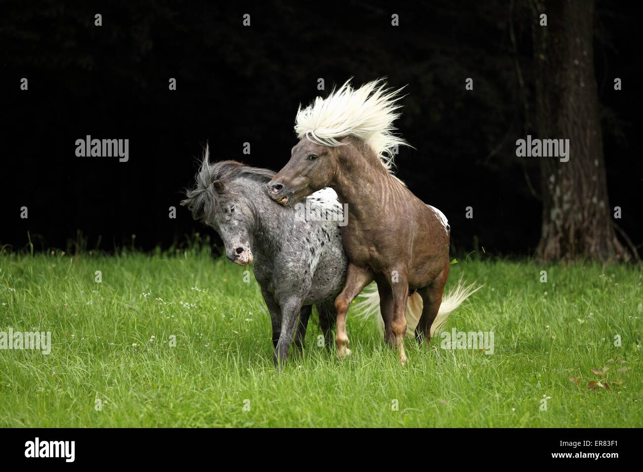 Classic format hi-res stock photography and images - Alamy