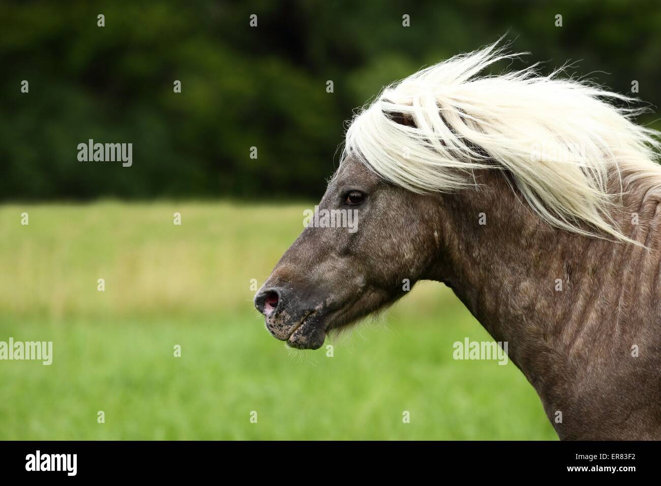 german classic pony portrait Stock Photo - Alamy