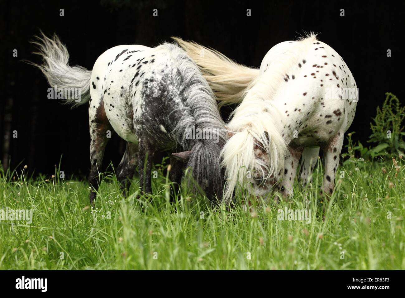 2 german classic ponies Stock Photo - Alamy