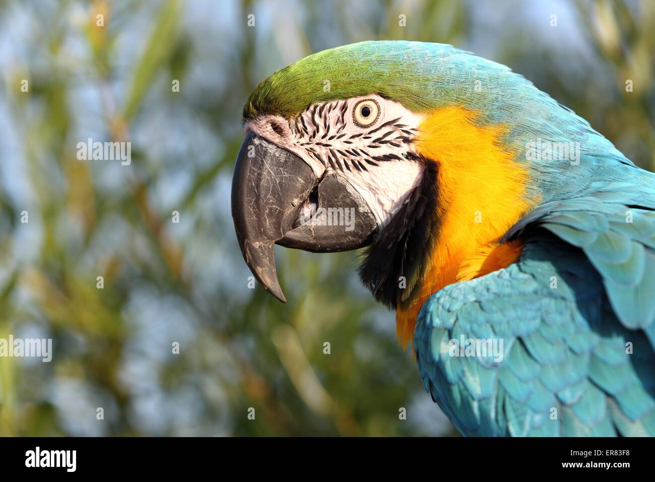 Blue macaw birds hi-res stock photography and images - Alamy