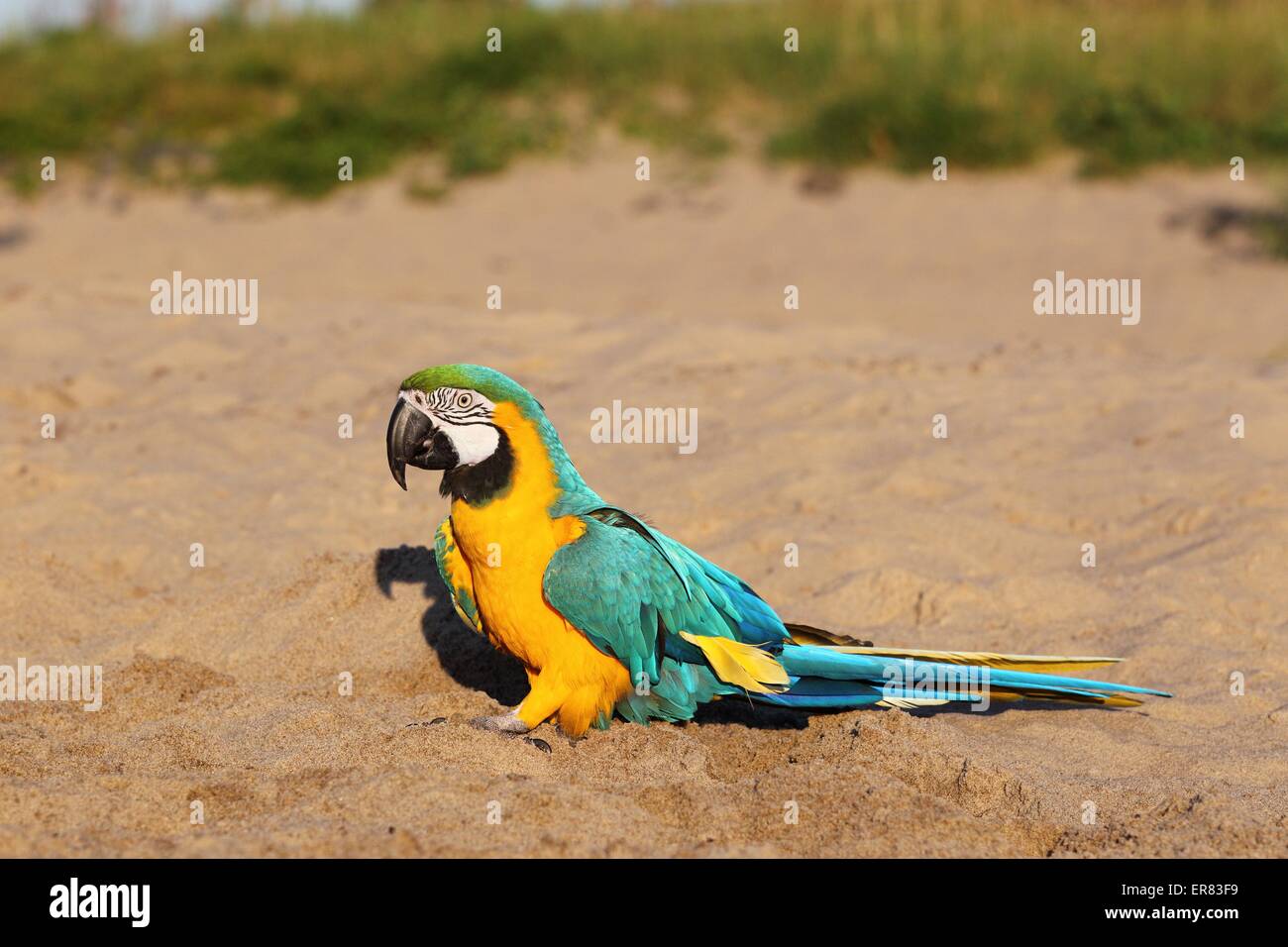 blue and gold macaw Stock Photo - Alamy