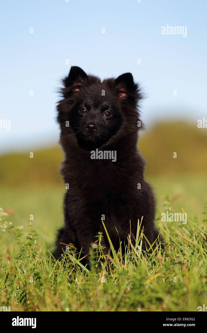 Spitze hi-res stock photography and images - Alamy