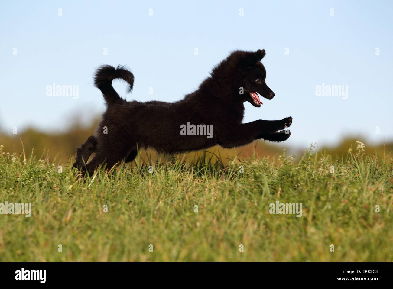 German spitz puppies hi-res stock photography and images - Alamy