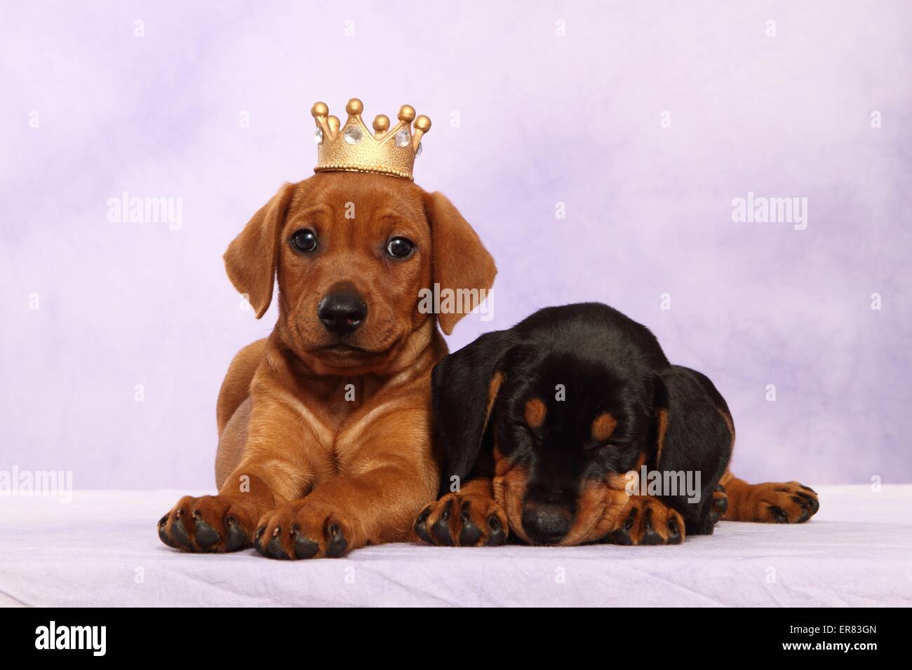 German Pinscher Puppies Stock Photo - Alamy