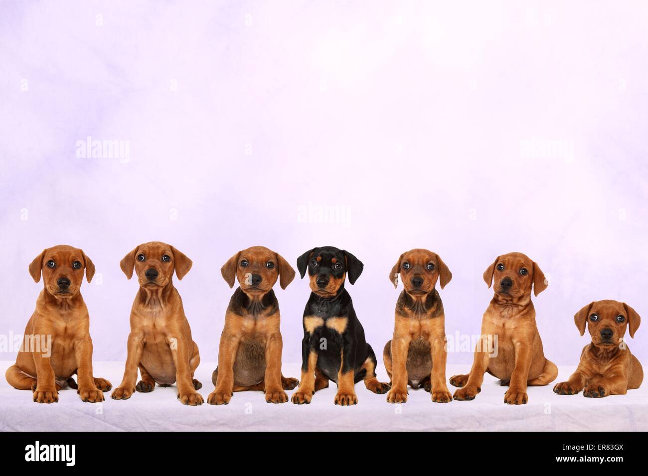 Standard pinschers hi-res stock photography and images - Alamy