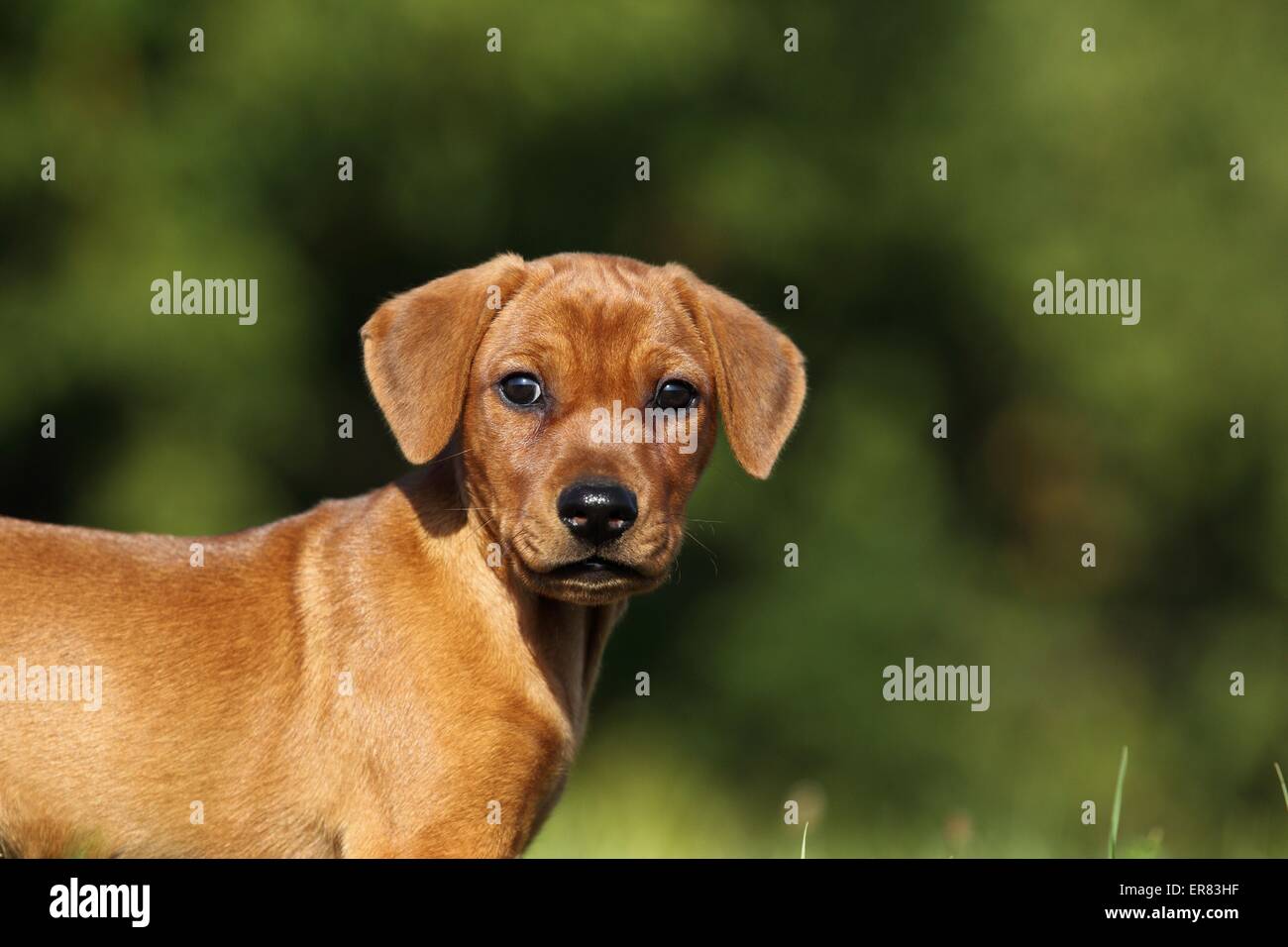 Red German Pinscher Puppies