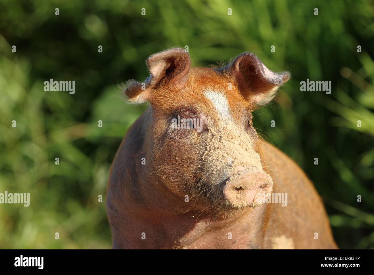 Female with piglet hi-res stock photography and images - Alamy