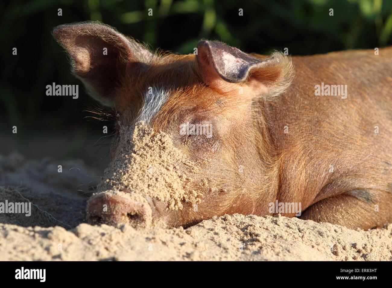 Portrait piglet hi-res stock photography and images - Alamy