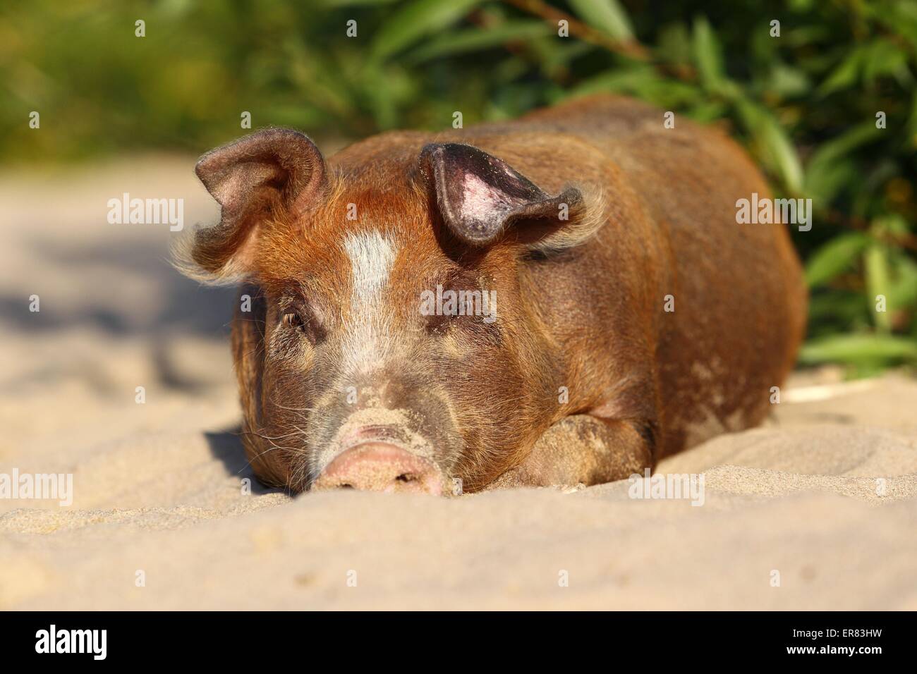 Sleeping piglet hi-res stock photography and images - Alamy