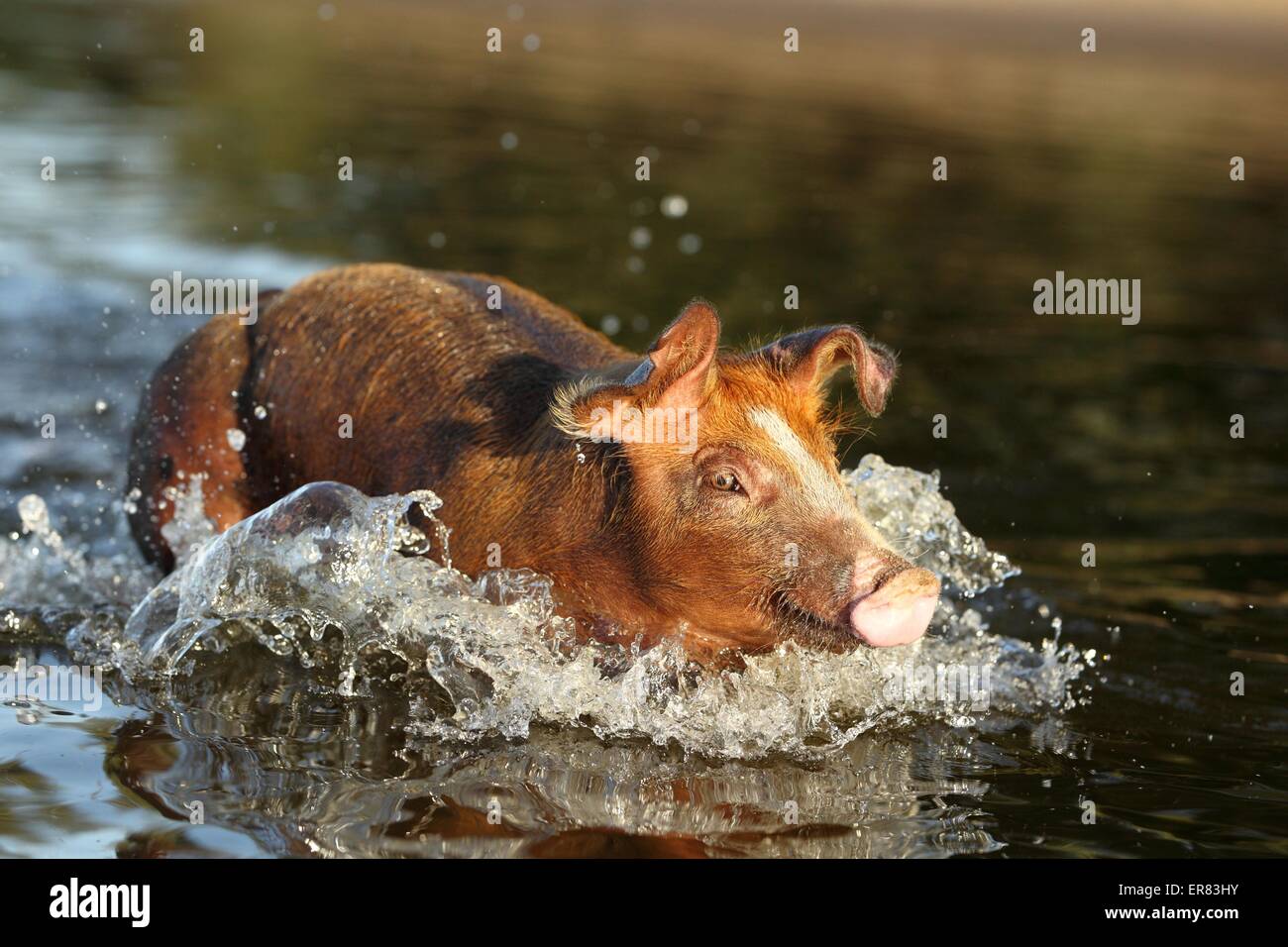 Piglet hi-res stock photography and images - Alamy