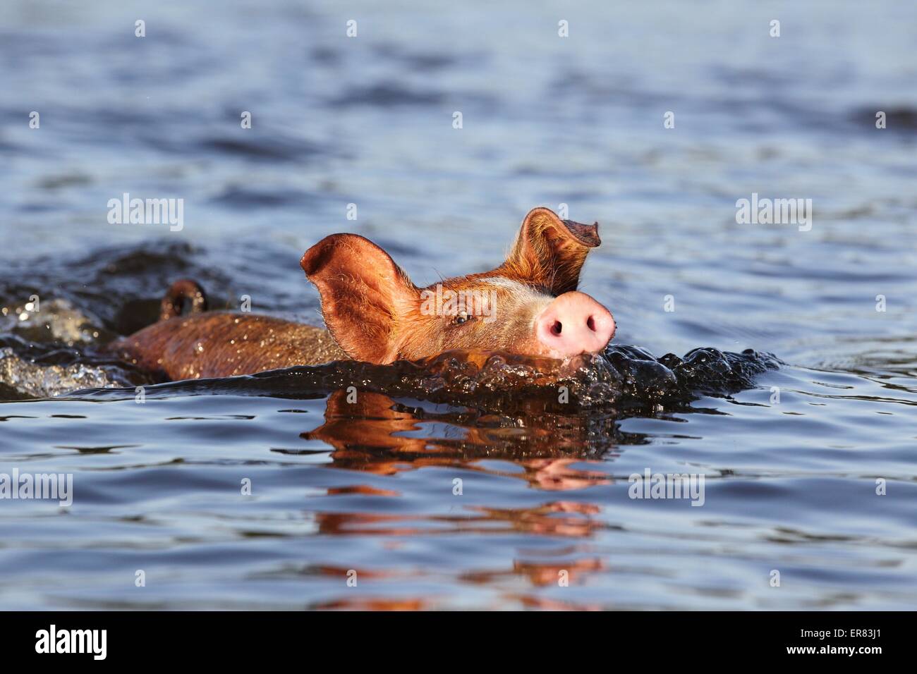 Piglet piglets hi-res stock photography and images - Alamy