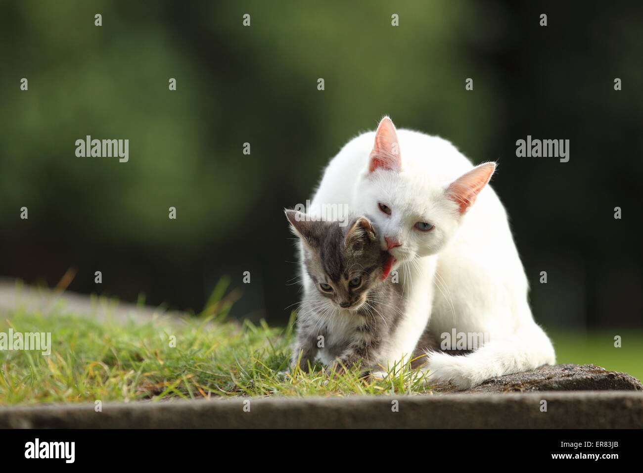 Tomcat and kitten hi-res stock photography and images - Alamy