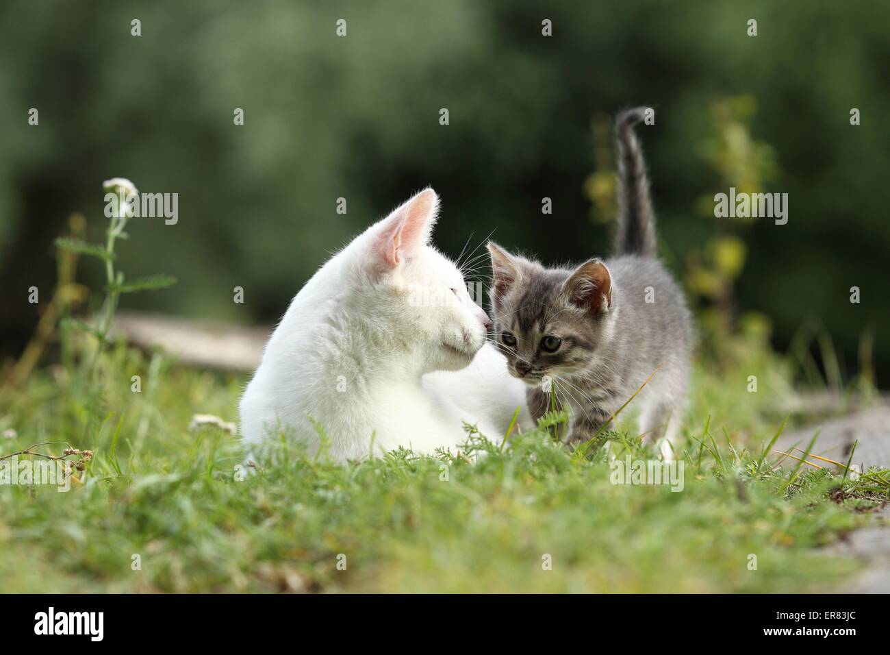 tomcat and kitten Stock Photo - Alamy