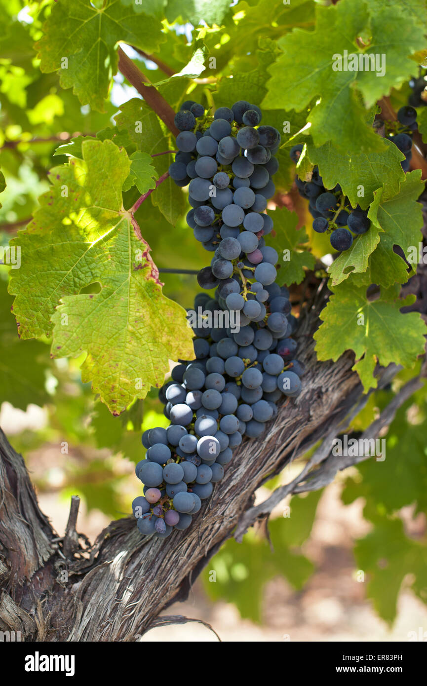 Syrah grape harvesting hi-res stock photography and images - Alamy
