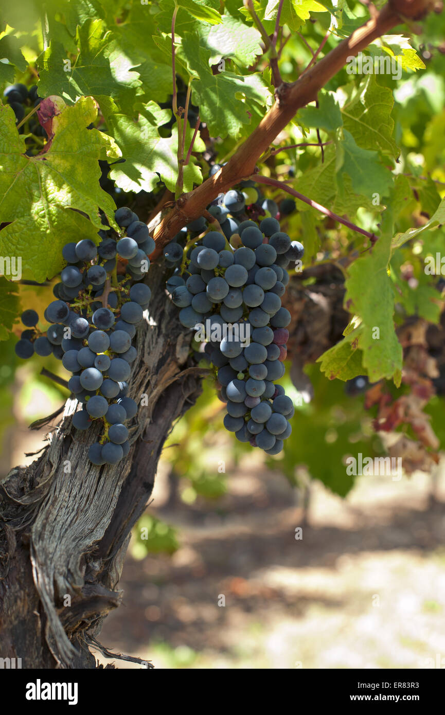 Red vines, Red wine orchard with ripe grapes in the sun Stock Photo - Alamy