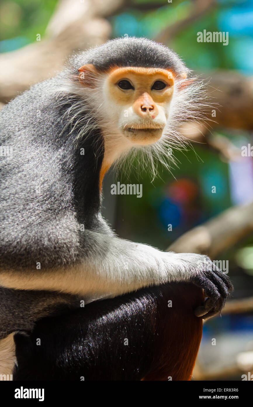 Tropical pygathrix nemaeus hi-res stock photography and images - Alamy