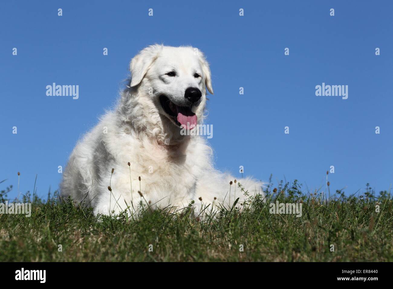 Hungarian kuvasz hi-res stock photography and images - Alamy