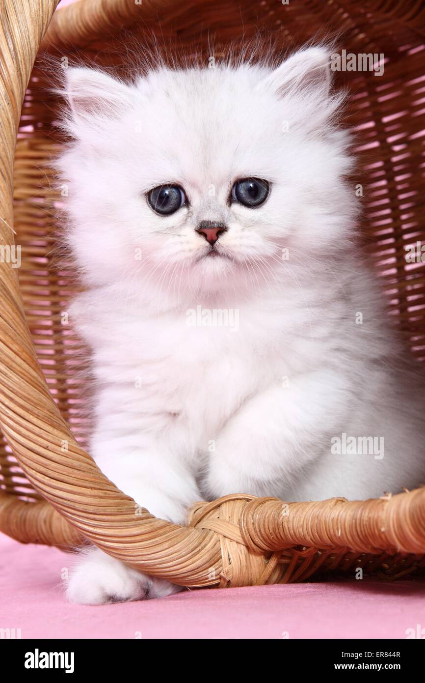 Persian kittens hi-res stock photography and images - Alamy